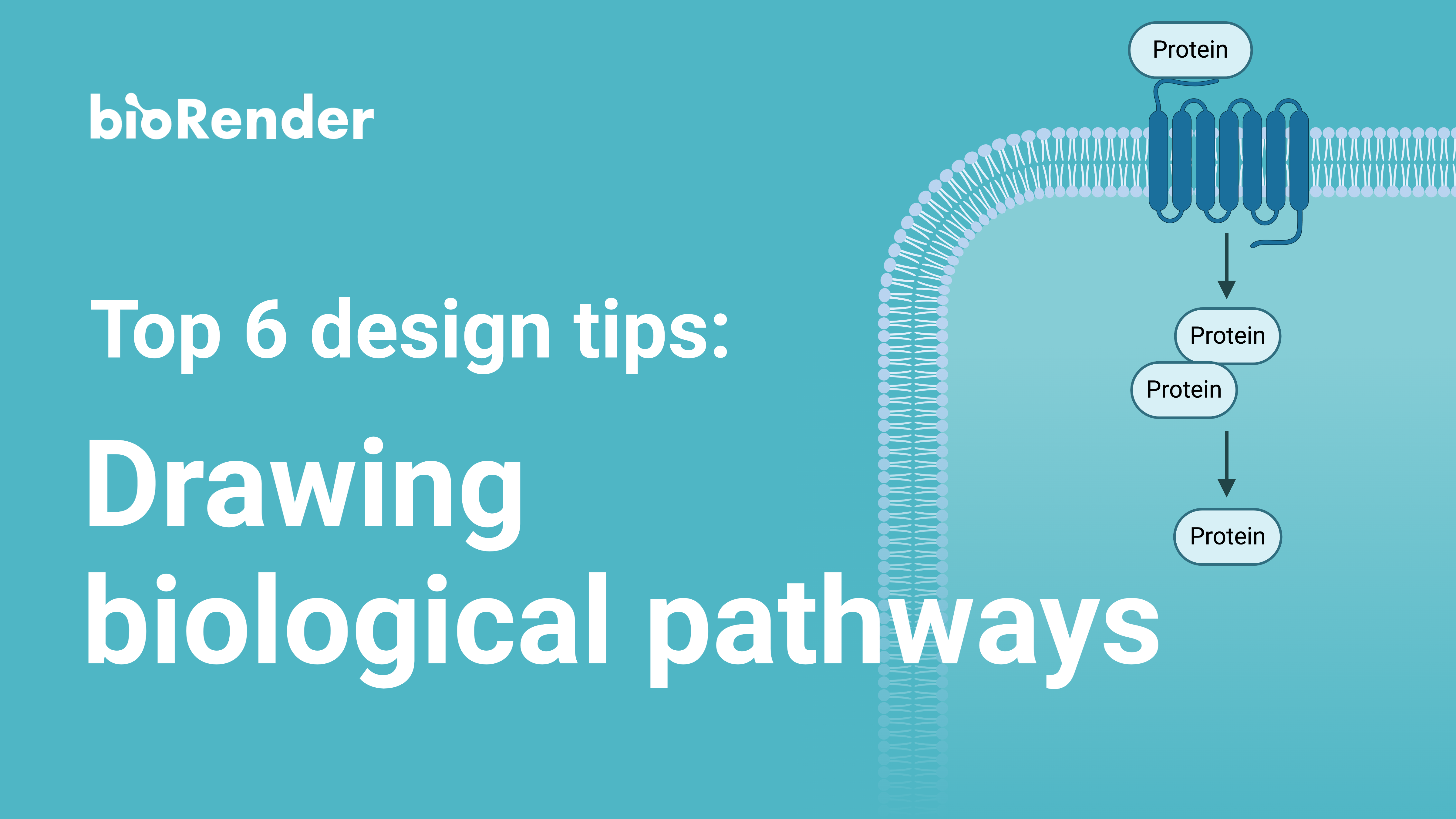 BioRender Learning Hub | Tips for Illustrating Biological Pathways